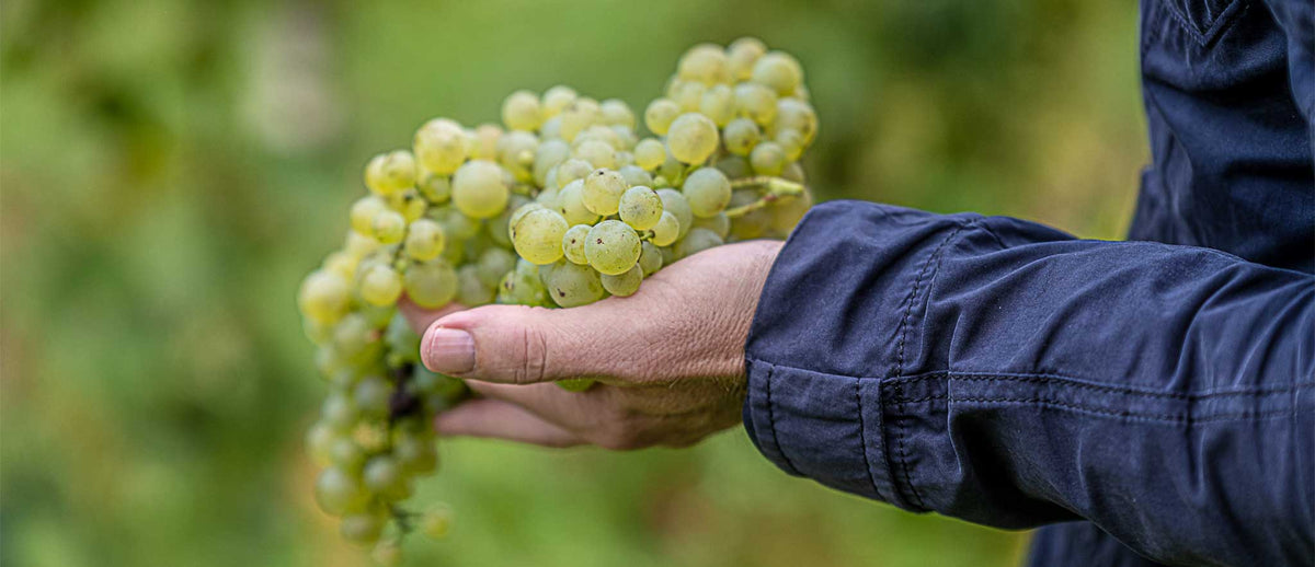 HOW PROSECCO IS MADE: ALL THE STAGES OF THE PRODUCTION PROCESS | Valdo